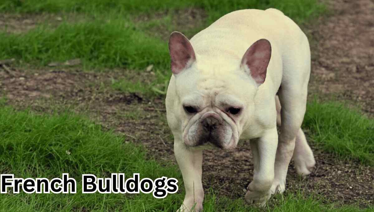 How Long Do French Bulldogs Live? Shocking Facts